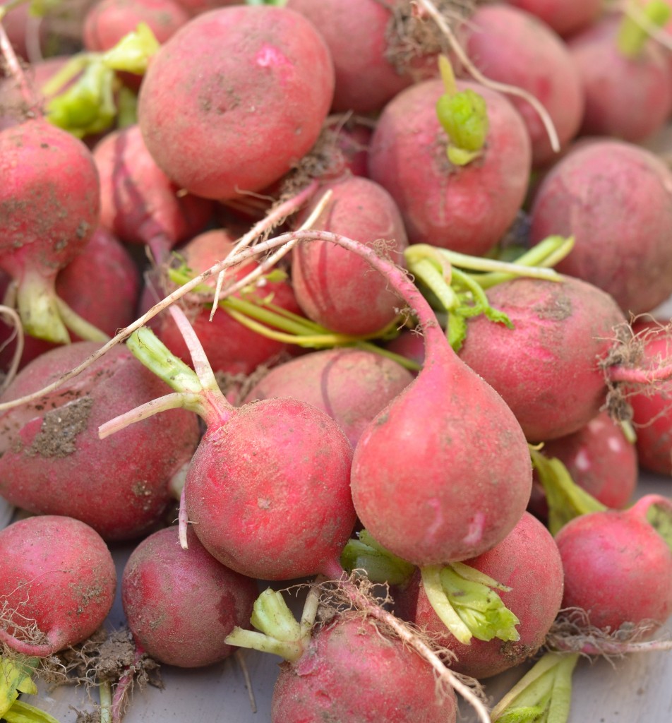 Totally Rad Radishes - Full of Beans